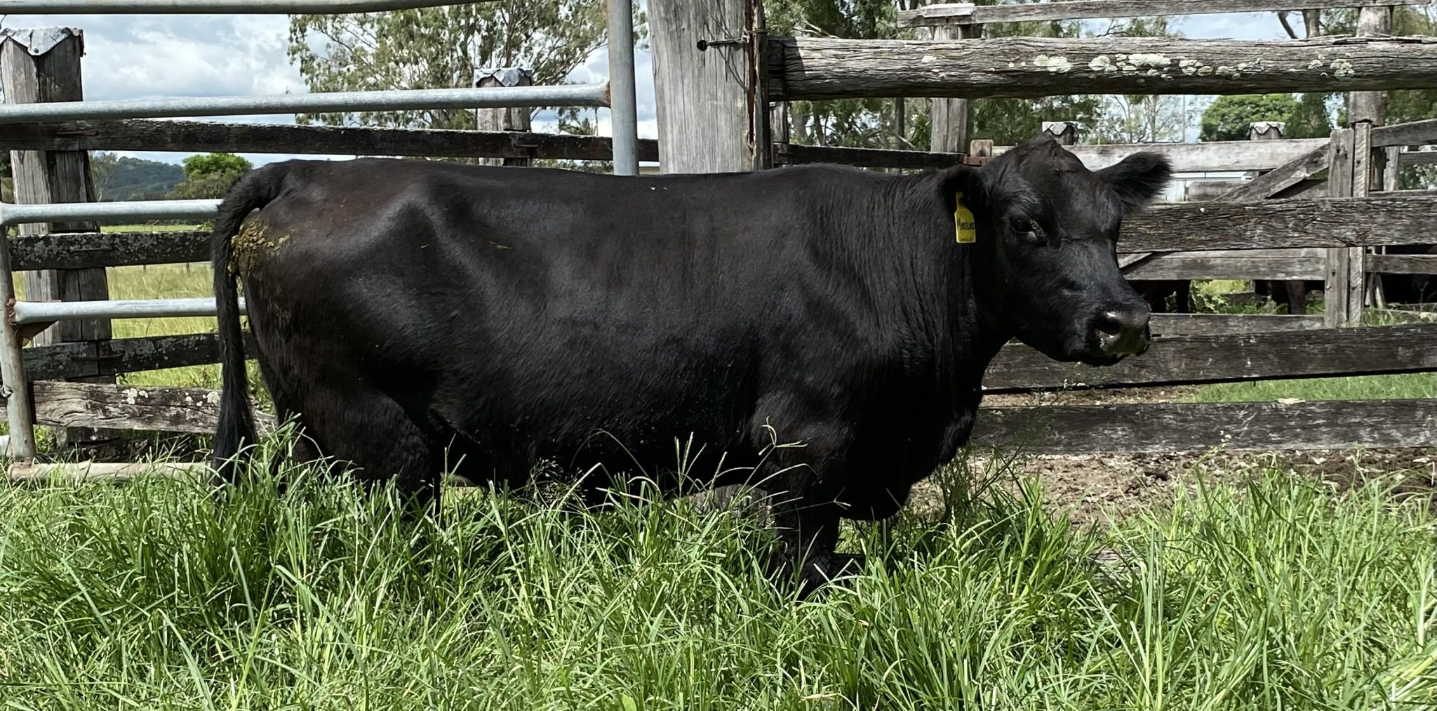 Australian Lowline Cattle & Genetics For Sale - ALCA