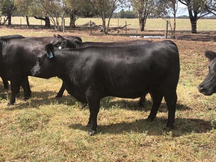 Australian Lowline Cattle & Genetics For Sale - ALCA