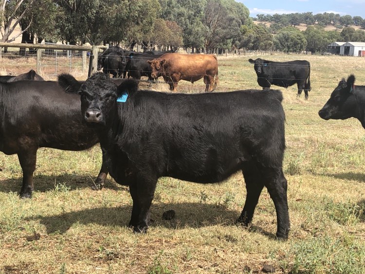 Australian Lowline Cattle & Genetics For Sale - ALCA