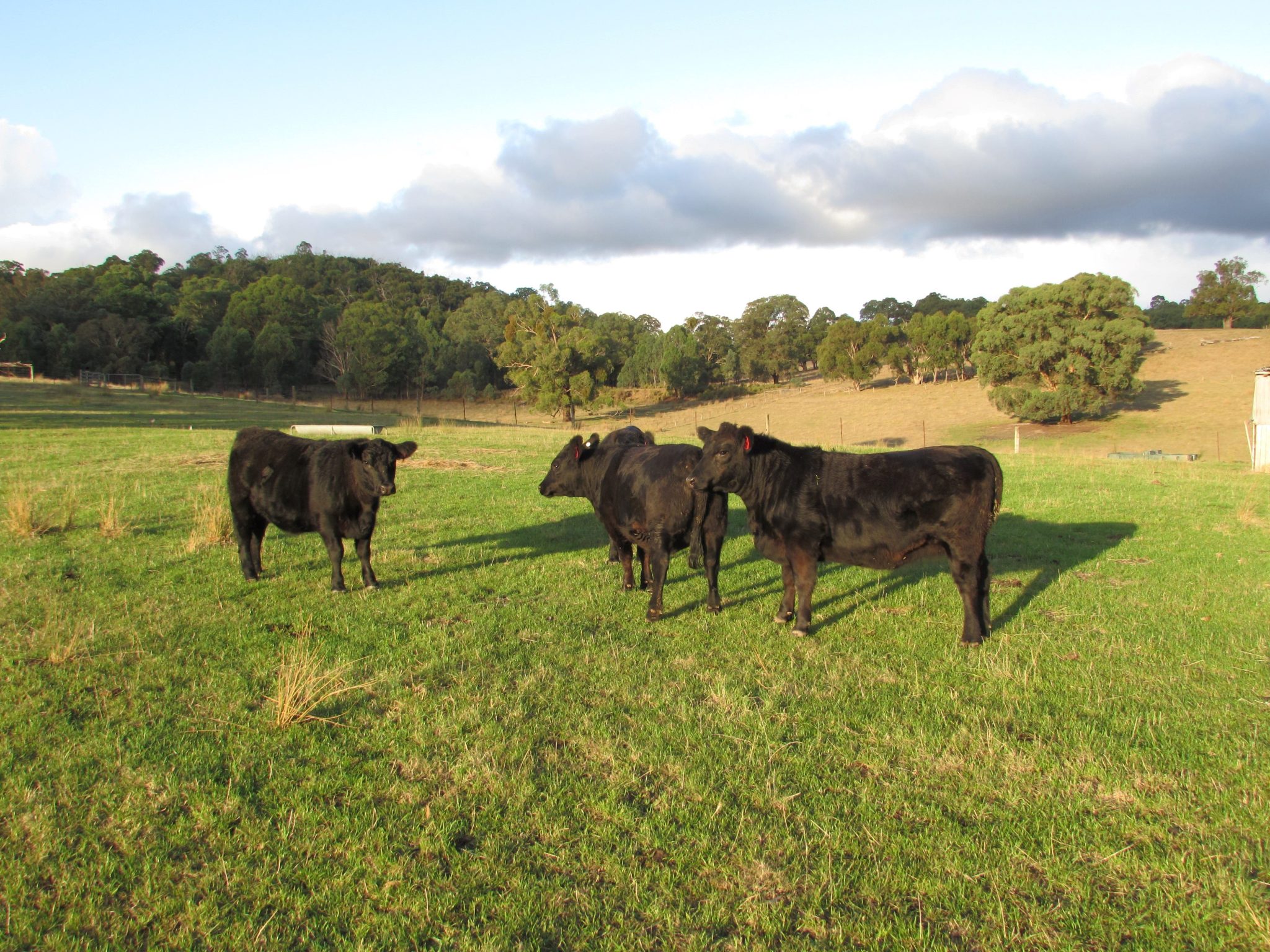 Australian Lowline Cattle & Genetics For Sale - ALCA