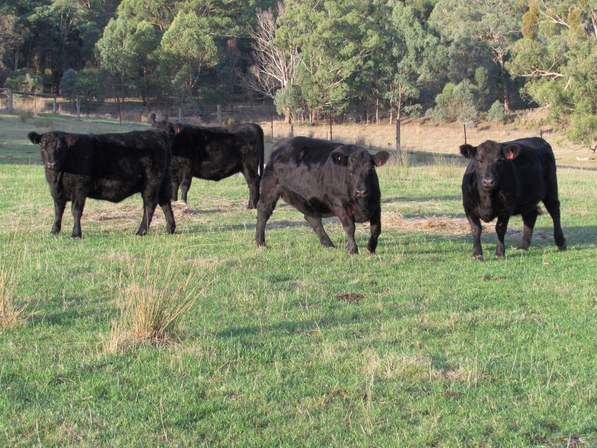 Australian Lowline Cattle & Genetics For Sale - ALCA