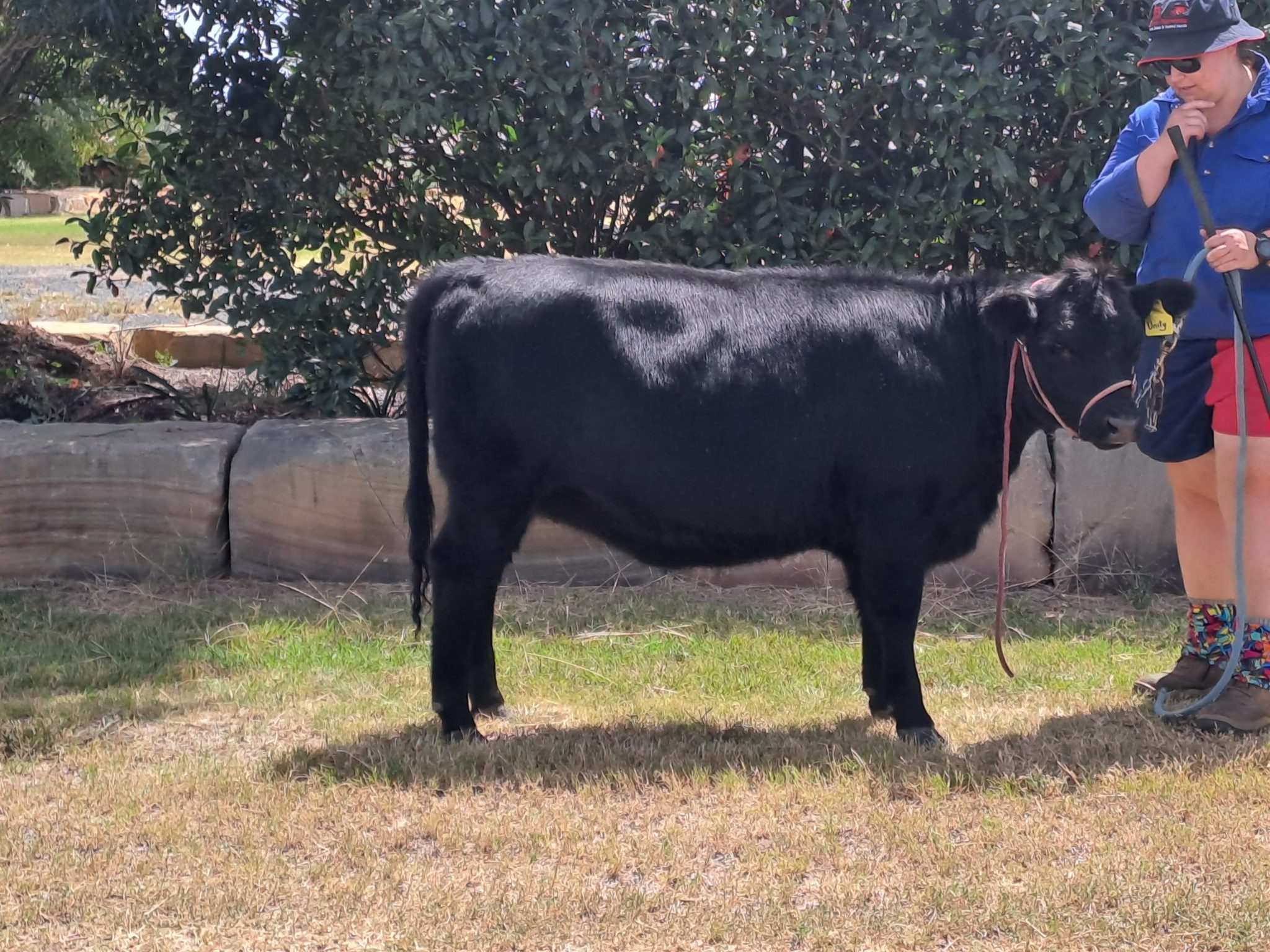 Australian Lowline Cattle & Genetics For Sale - ALCA