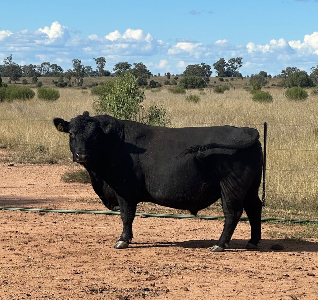 Australian Lowline Cattle & Genetics For Sale - ALCA