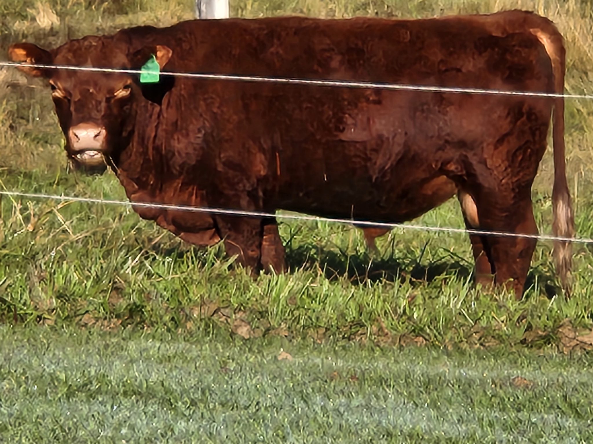 Australian Lowline Cattle & Genetics For Sale - ALCA