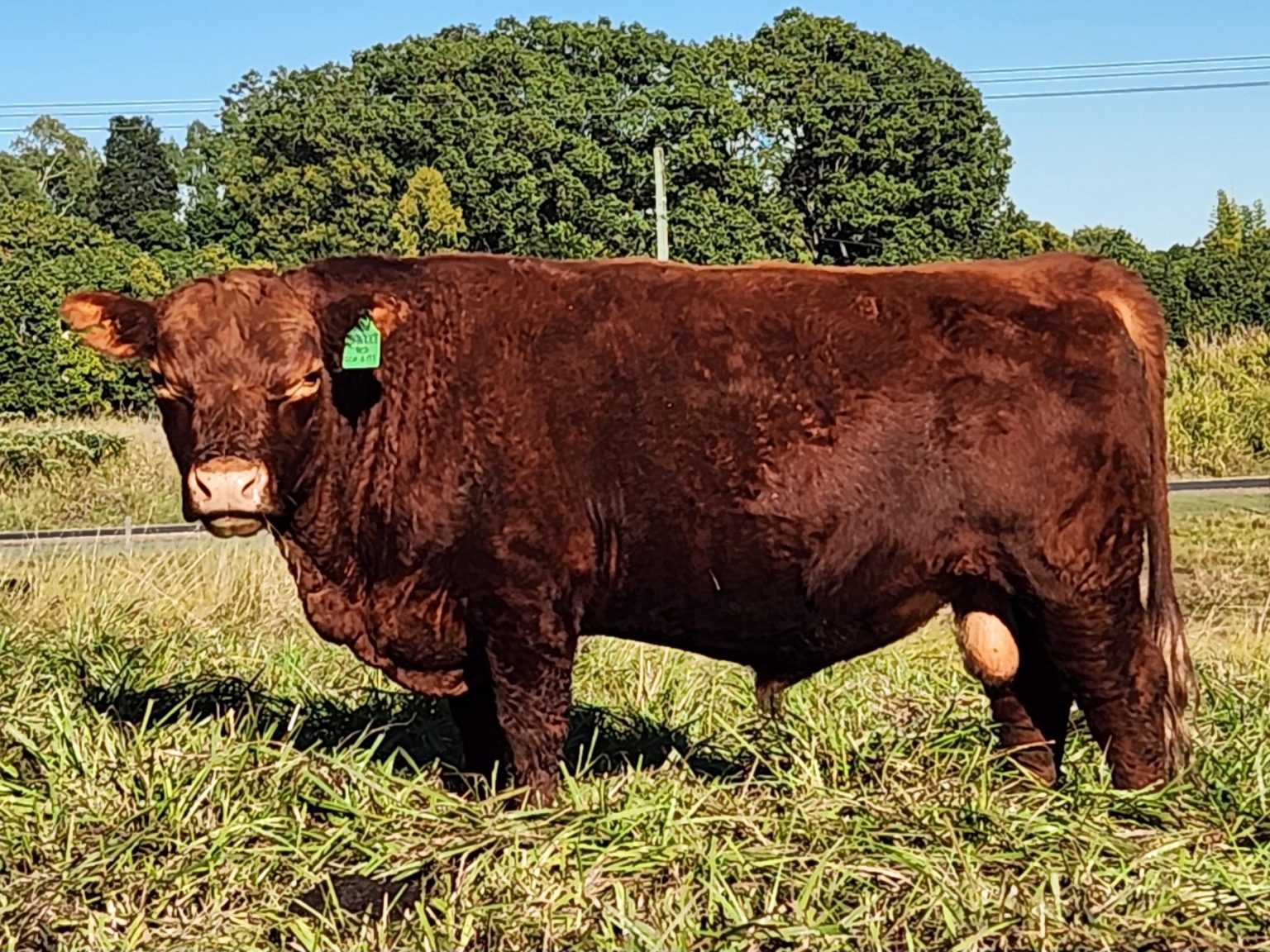 Australian Lowline Cattle & Genetics For Sale - ALCA