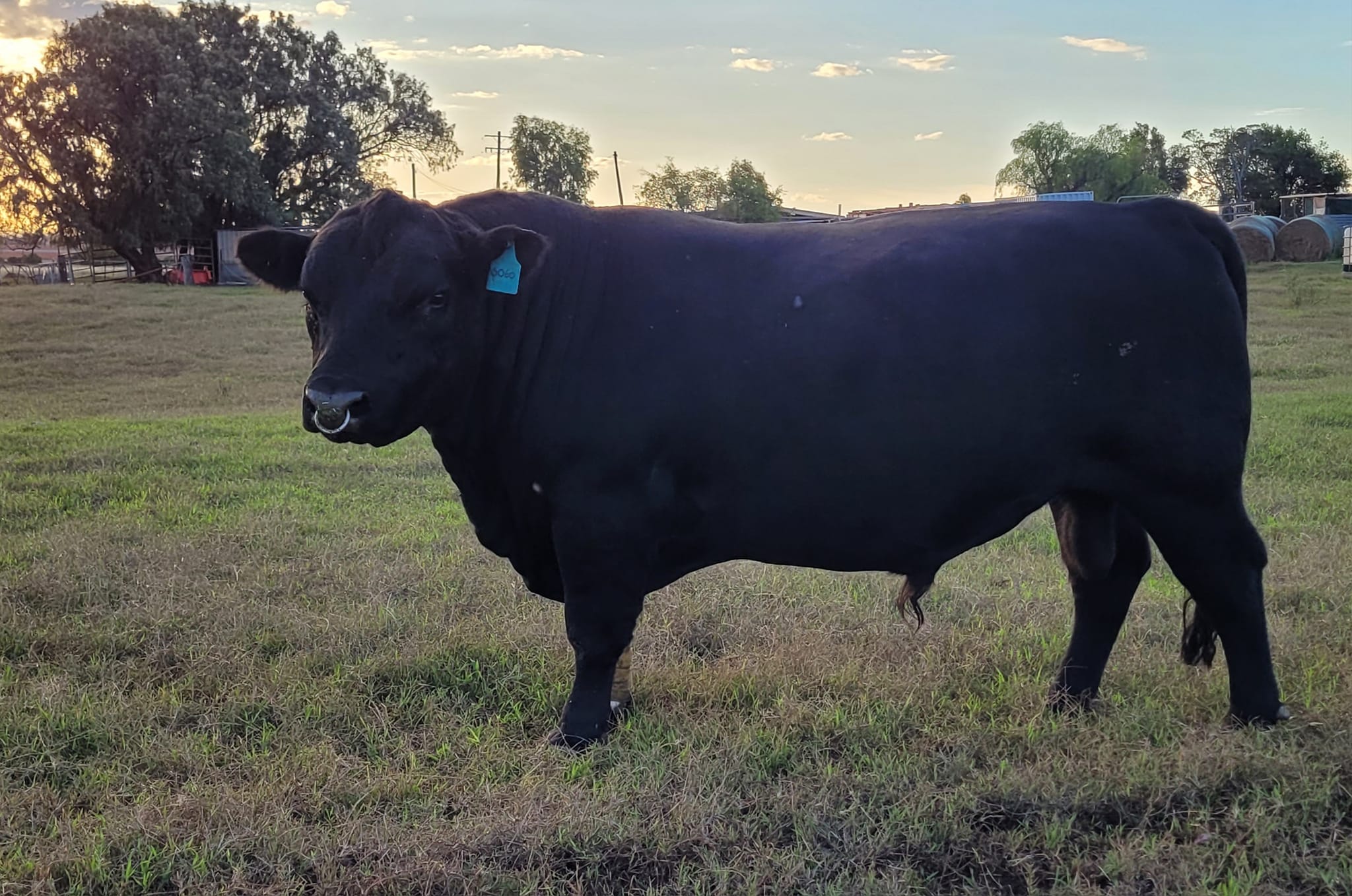 Australian Lowline Cattle & Genetics For Sale - ALCA