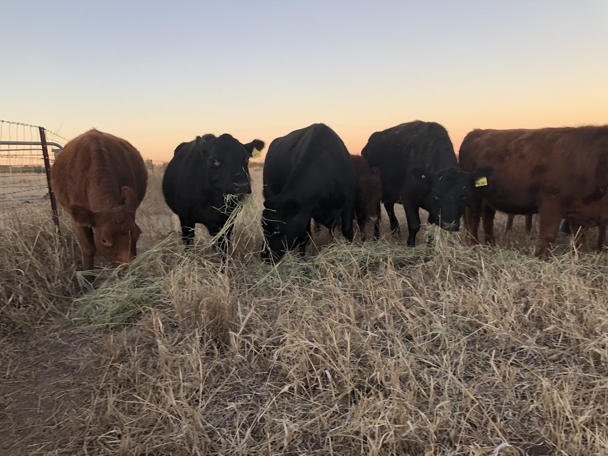 Australian Lowline Cattle & Genetics For Sale - ALCA