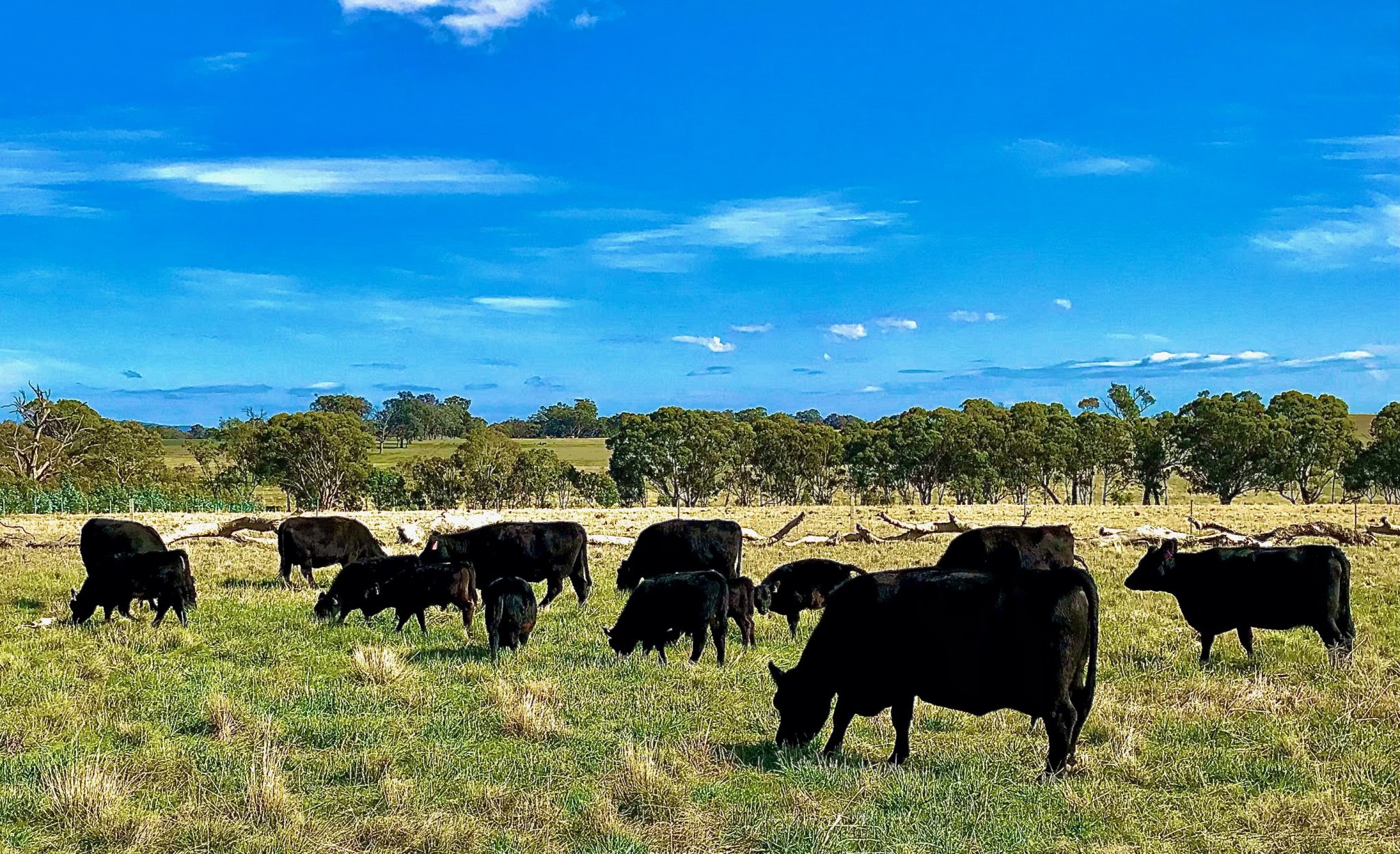 Australian Lowline Cattle & Genetics For Sale - ALCA
