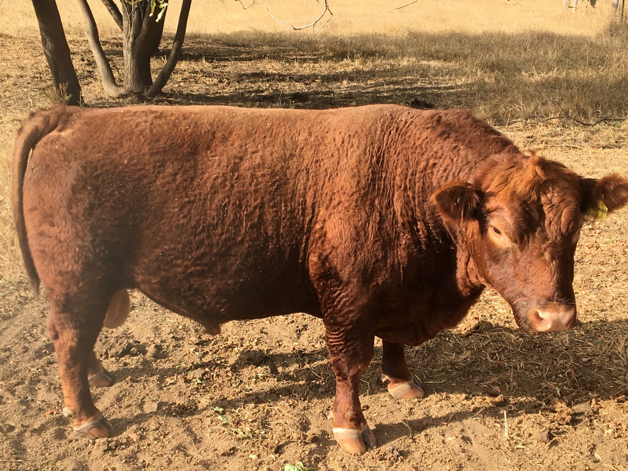 Australian Lowline Cattle & Genetics For Sale - ALCA