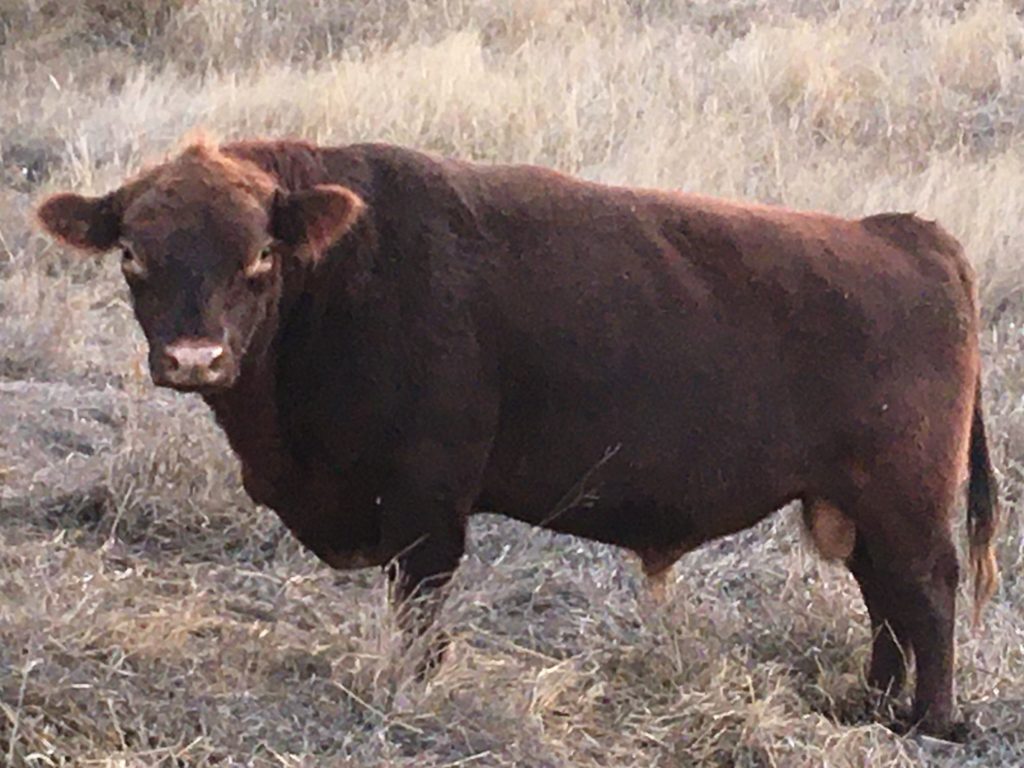 Australian Lowline Cattle & Genetics For Sale - ALCA