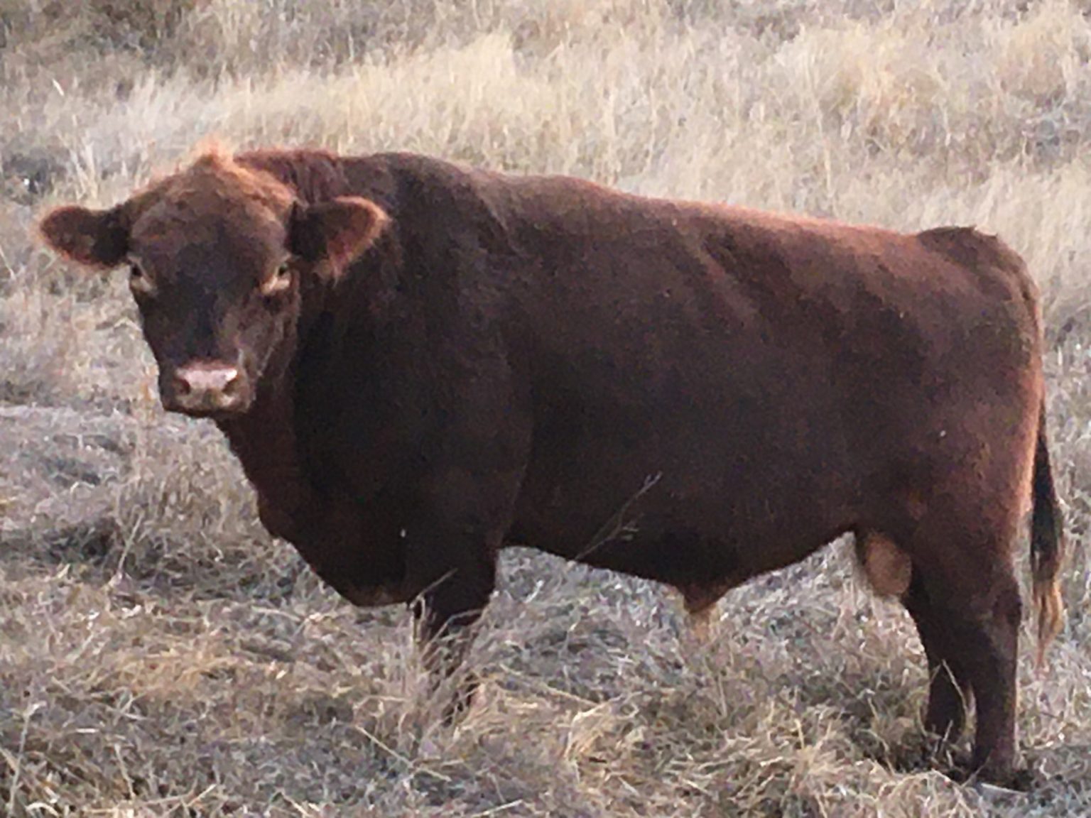 Australian Lowline Cattle & Genetics For Sale - ALCA