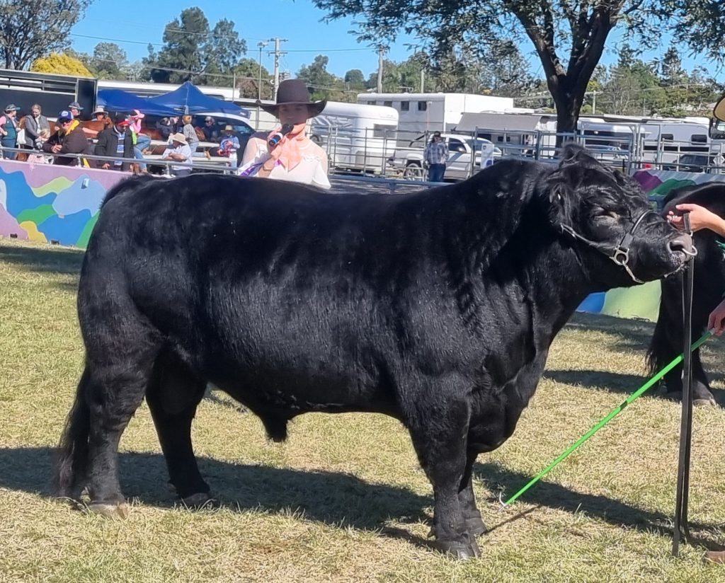 Australian Lowline Cattle & Genetics For Sale - ALCA