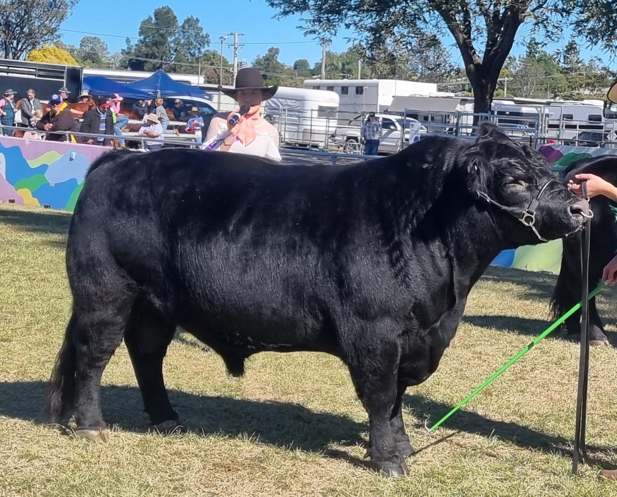 Australian Lowline Cattle & Genetics For Sale - ALCA