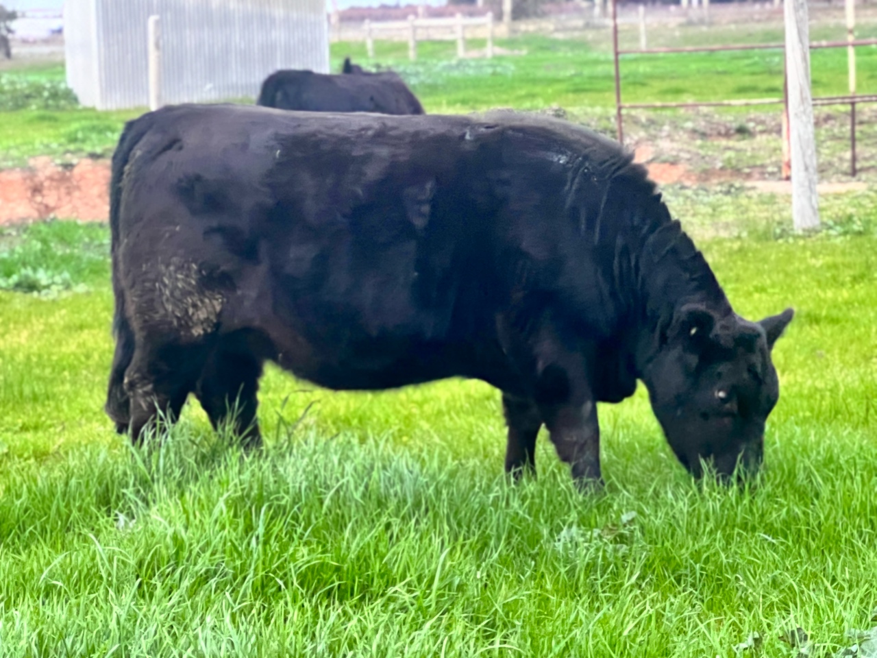 Australian Lowline Cattle & Genetics For Sale - ALCA