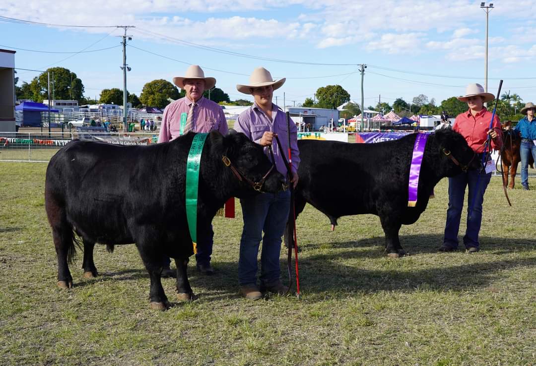 Australian Lowline Cattle & Genetics For Sale - ALCA