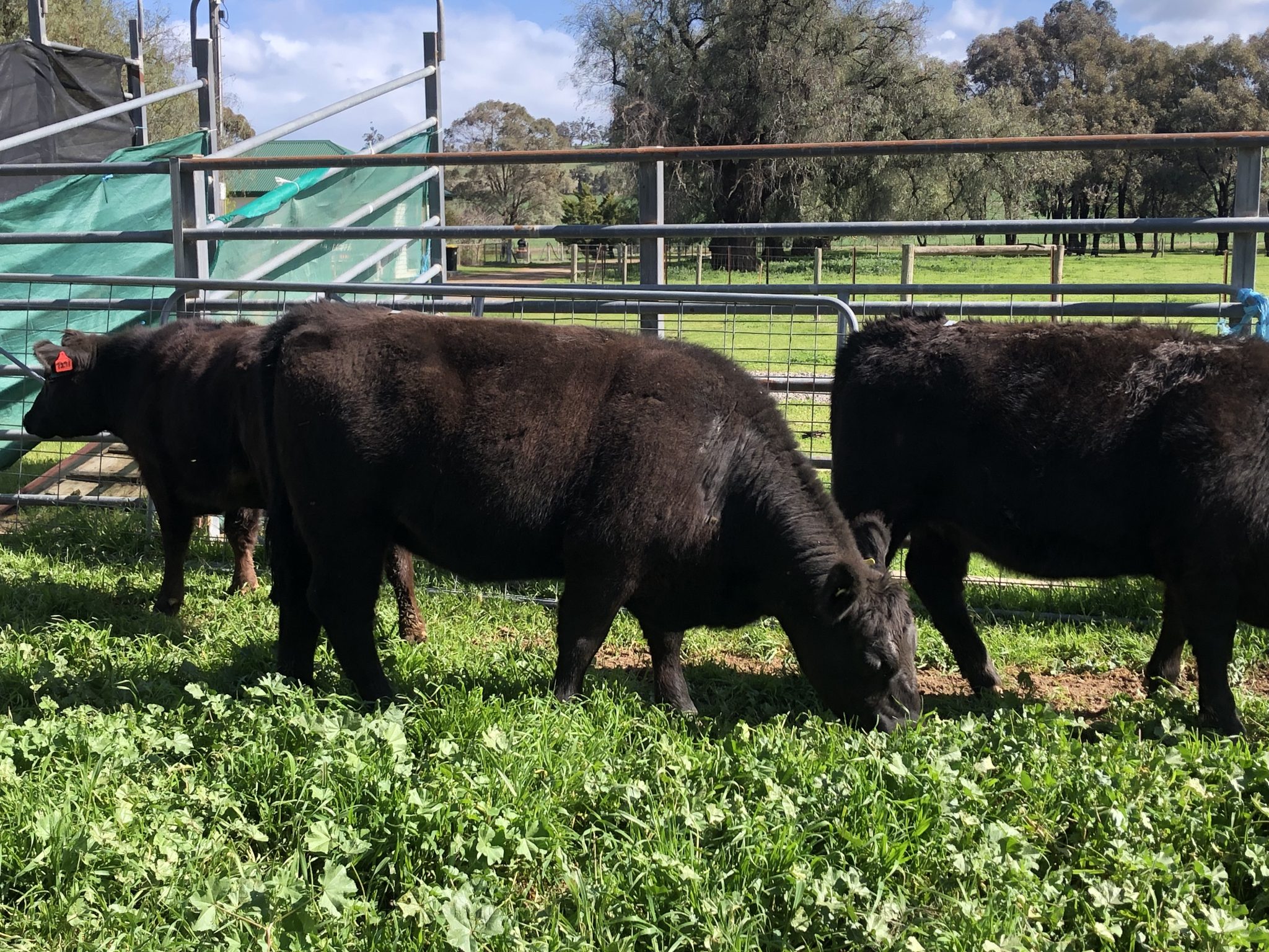 Australian Lowline Cattle & Genetics For Sale - ALCA