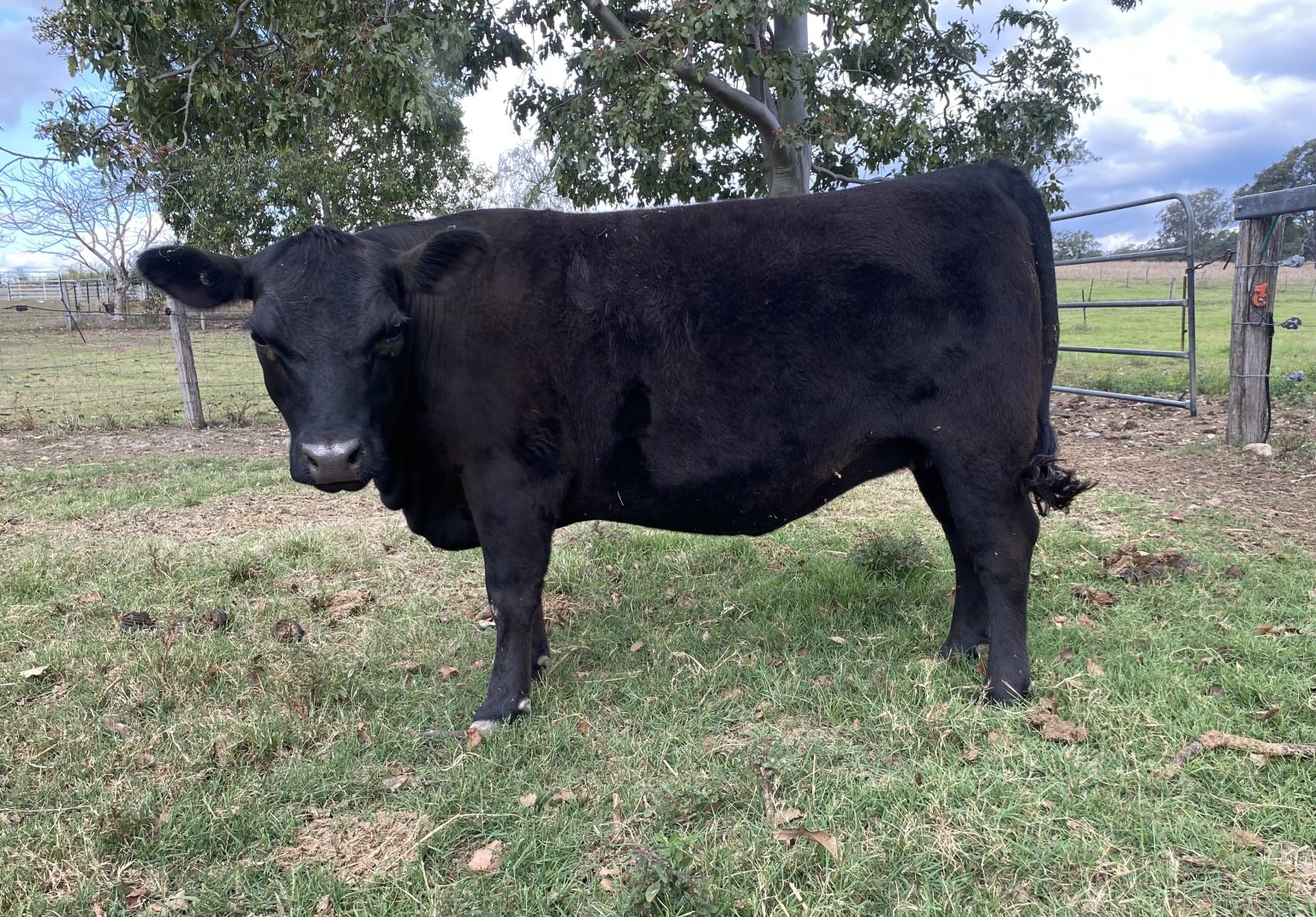 Australian Lowline Cattle & Genetics For Sale - ALCA