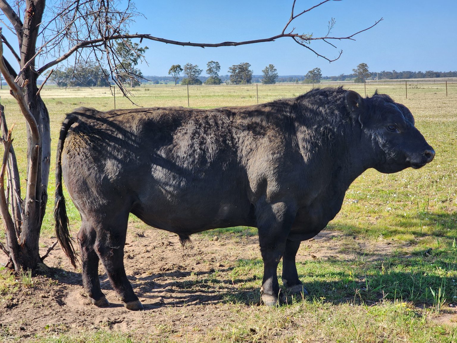 Australian Lowline Cattle & Genetics For Sale - ALCA