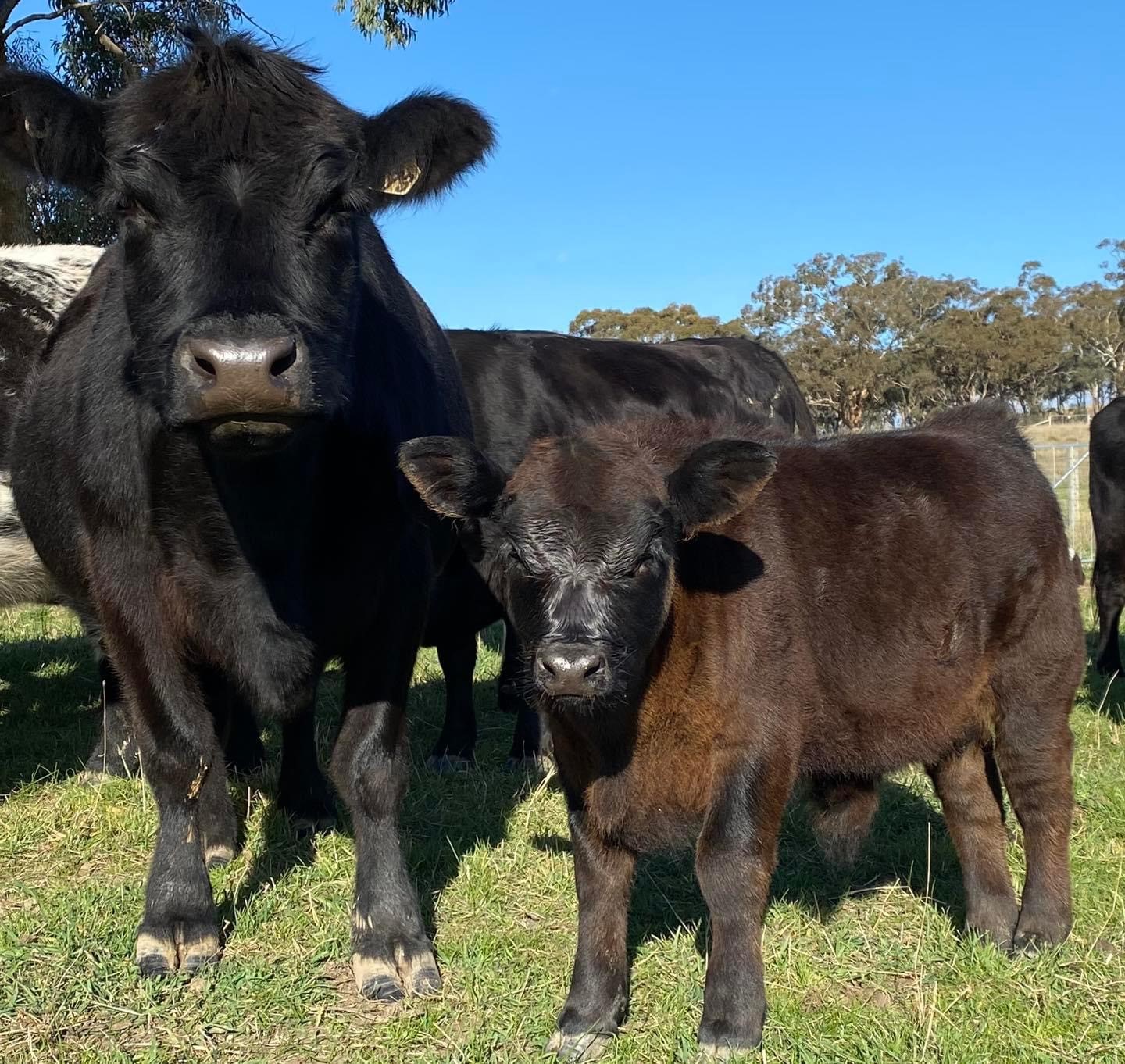 Australian Lowline Cattle & Genetics For Sale - ALCA