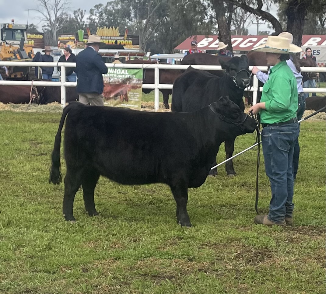 Australian Lowline Cattle & Genetics For Sale - ALCA