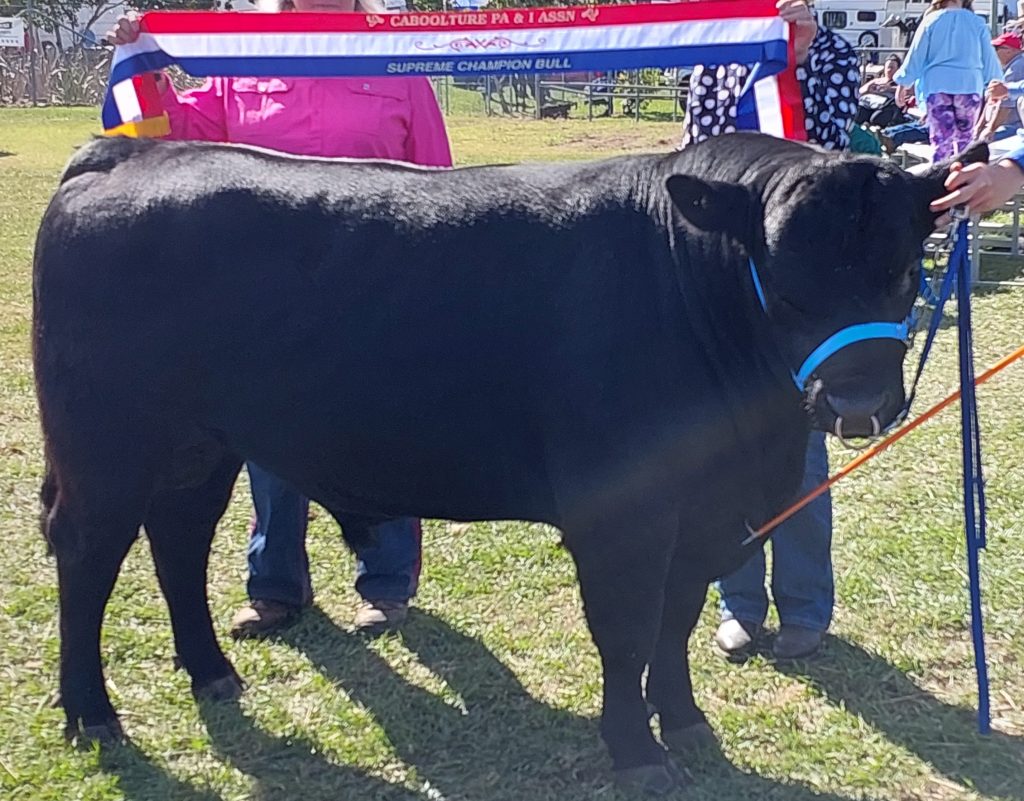 Australian Lowline Cattle & Genetics For Sale - ALCA