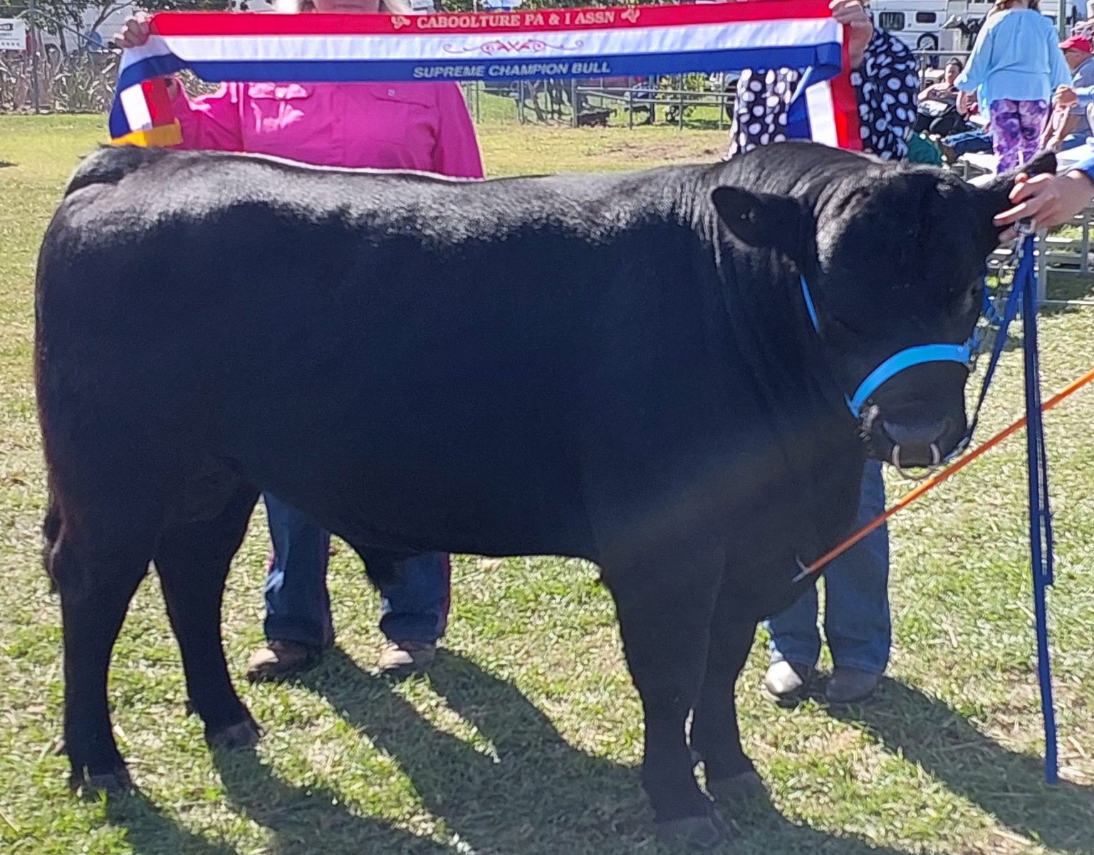 Australian Lowline Cattle & Genetics For Sale - ALCA