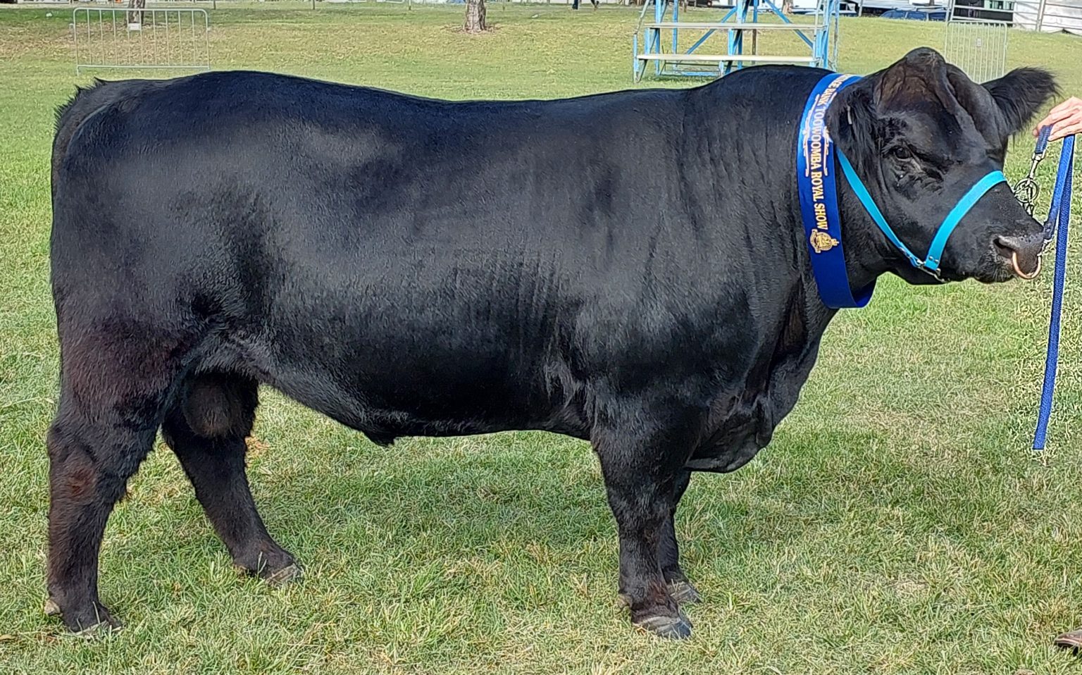 Australian Lowline Cattle & Genetics For Sale - ALCA