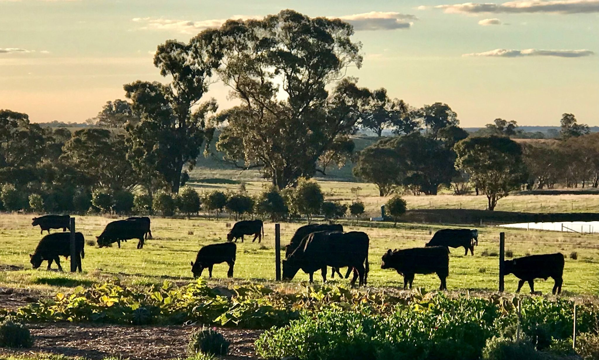 Australian Lowline Cattle & Genetics For Sale - ALCA