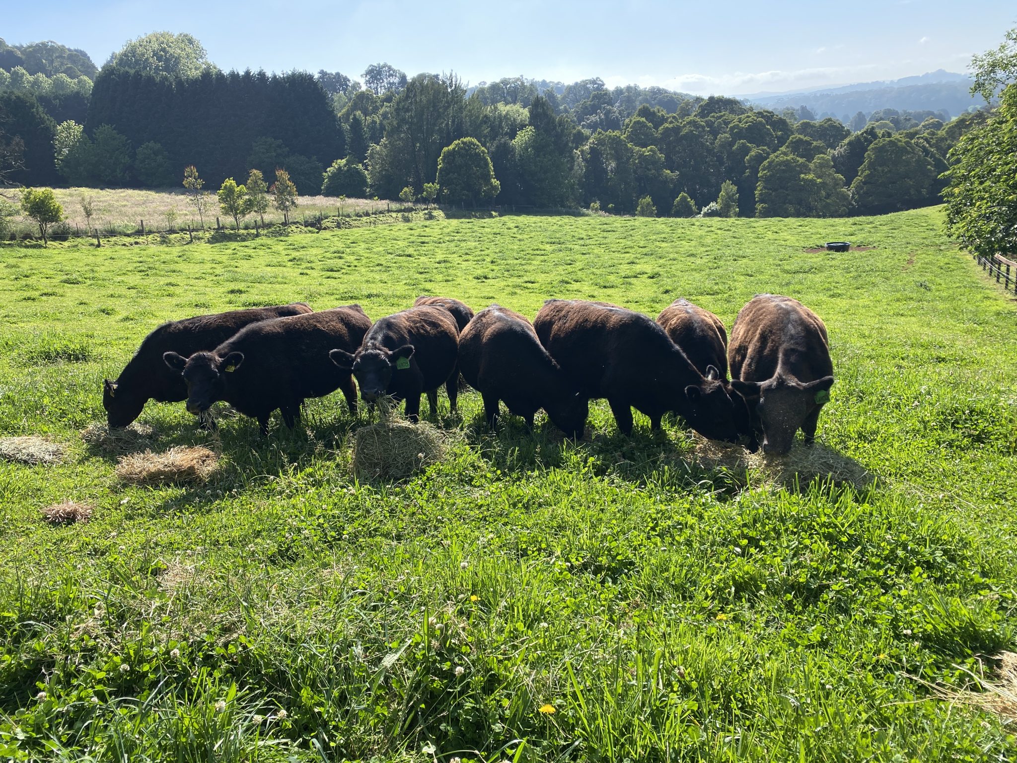 Australian Lowline Cattle & Genetics For Sale - ALCA